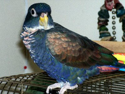Bronze Winged Pionus