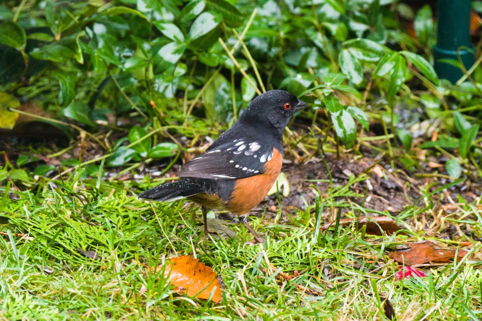 Chaikins of Bellingham: Backyard Critters
