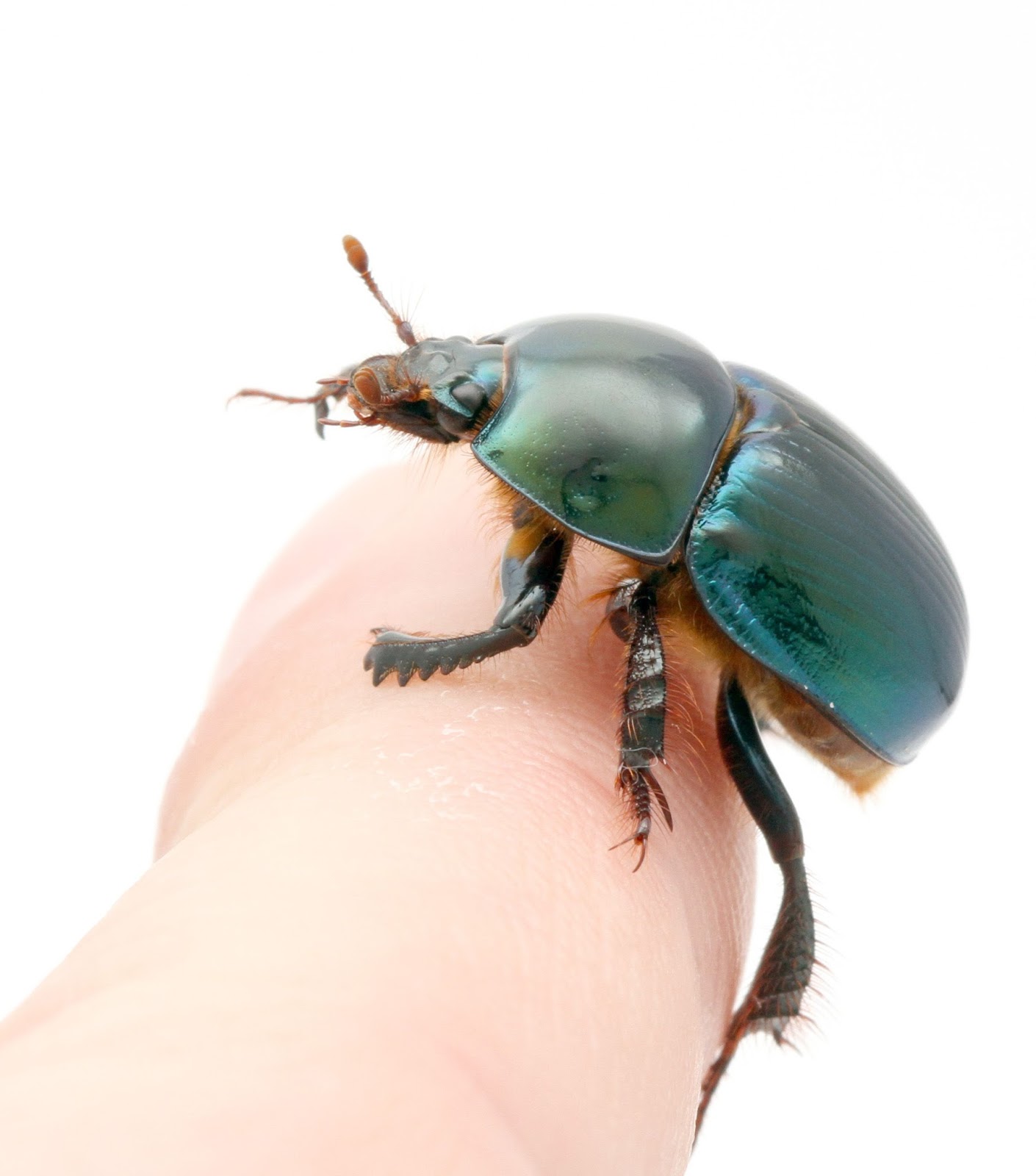 FNAI News & Notes: Young's Deepdigger Scarab Beetle