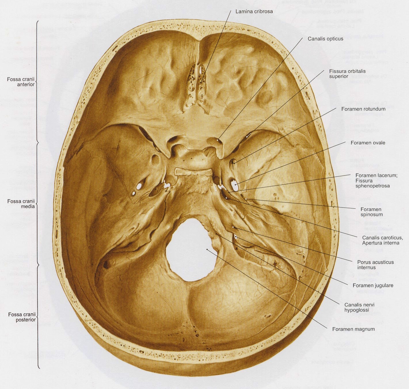 Foramen anatomia terra