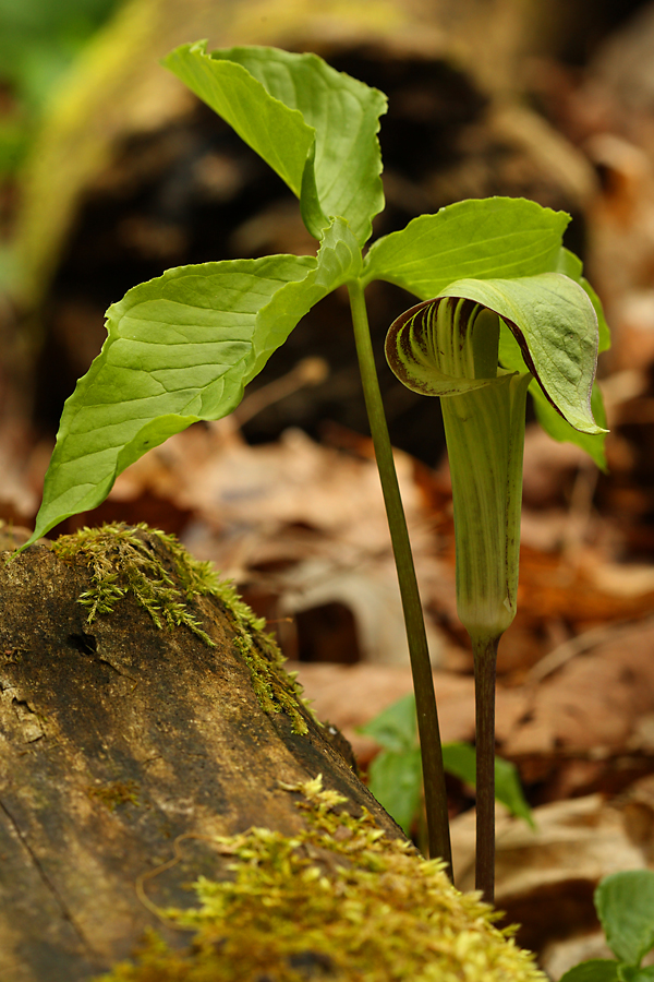 Natural Spaces Photography: Spring Wildflowers in Wisconsin