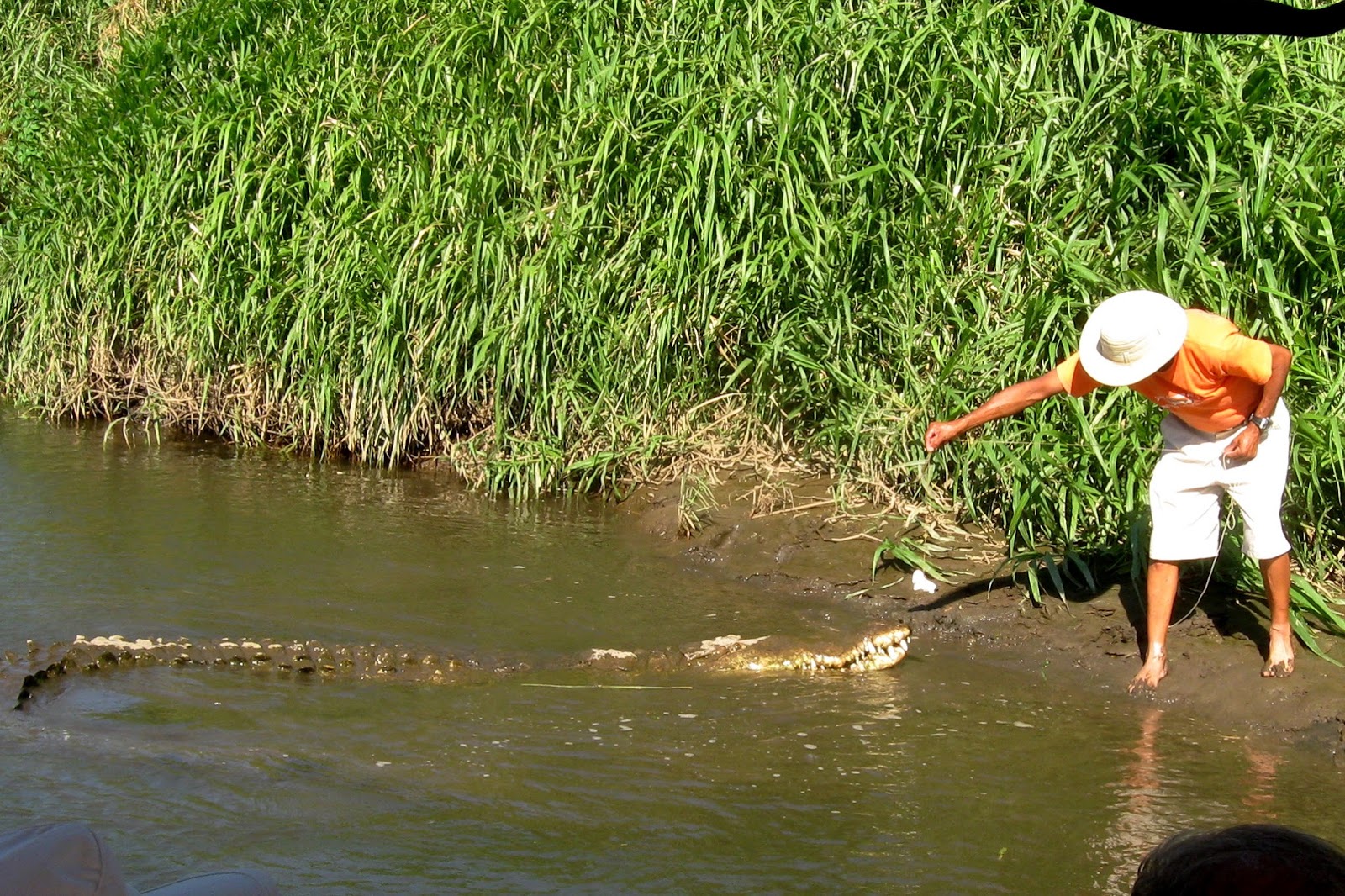 Late B(l)oomer - Sherry Thurner: Costa Rican Critters