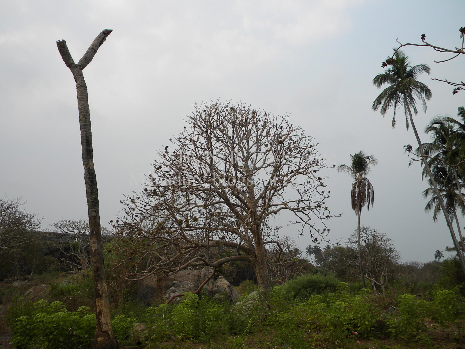Sindhudurg Fort Coconut Tree