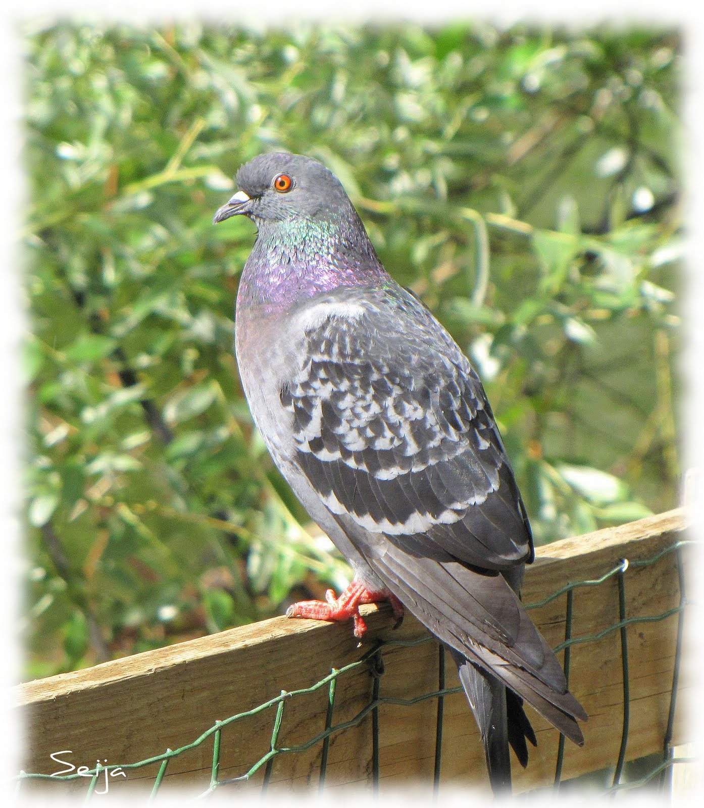 Luontohetkiä: Pulu kesykyyhkynen