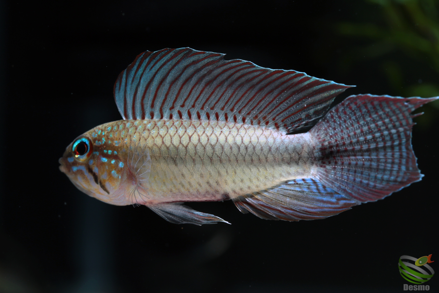 リネアタアゲイン | アピストグラマに魅せられて