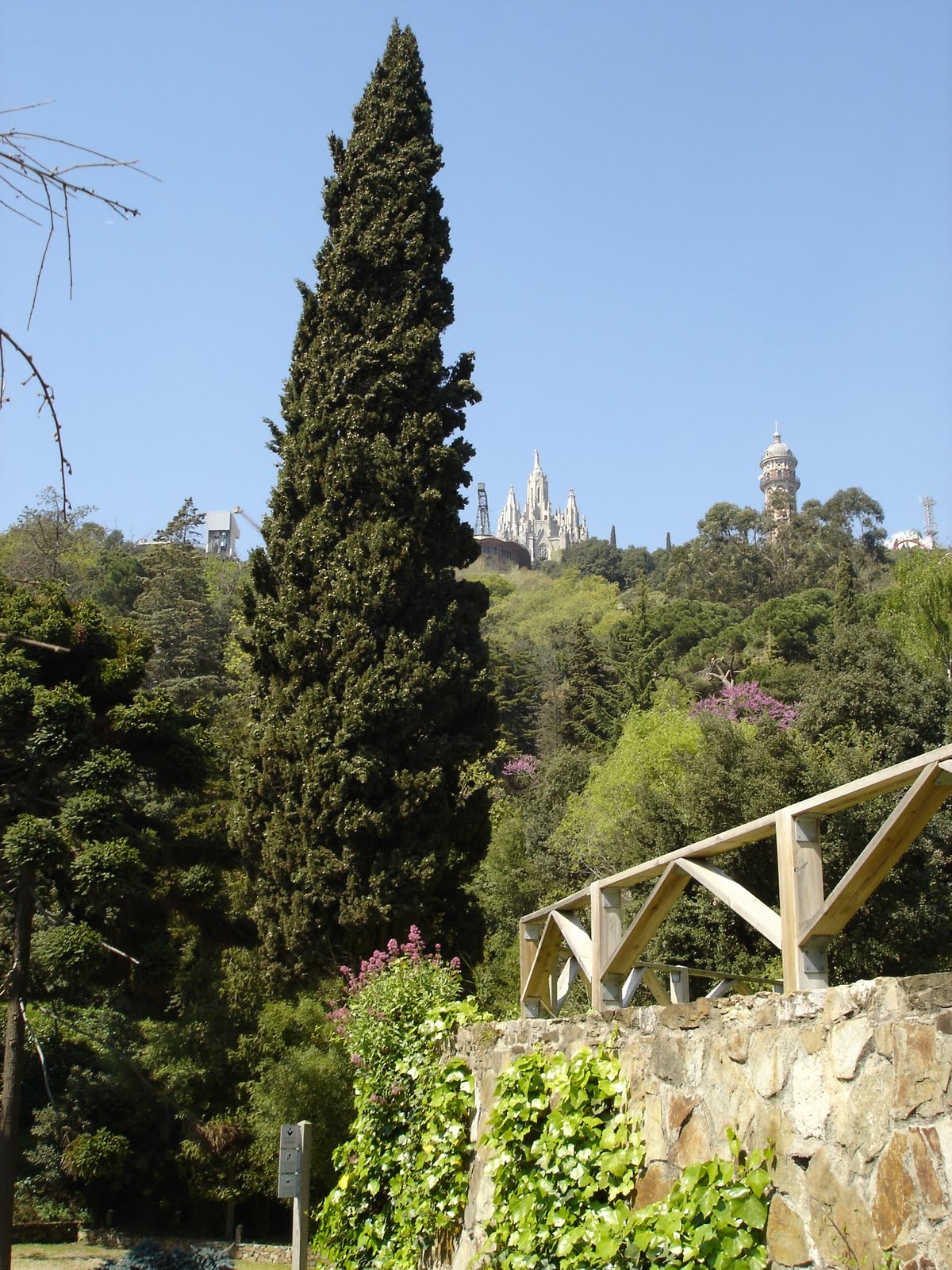 Árboles con alma: Ciprés. Xiprer. (Cupressus sempervirens)