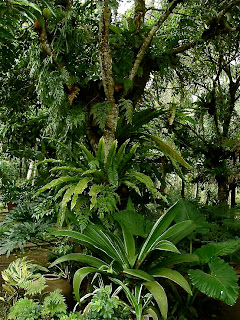 1784: The Fern Garden