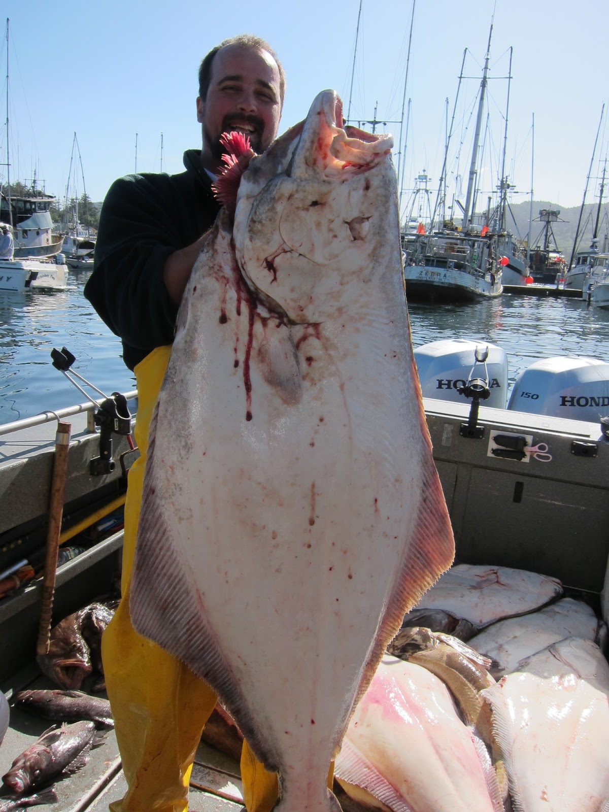 Todds Extreme Fishing: Giant Halibut, Big Lingcod, and lots of bottom ...
