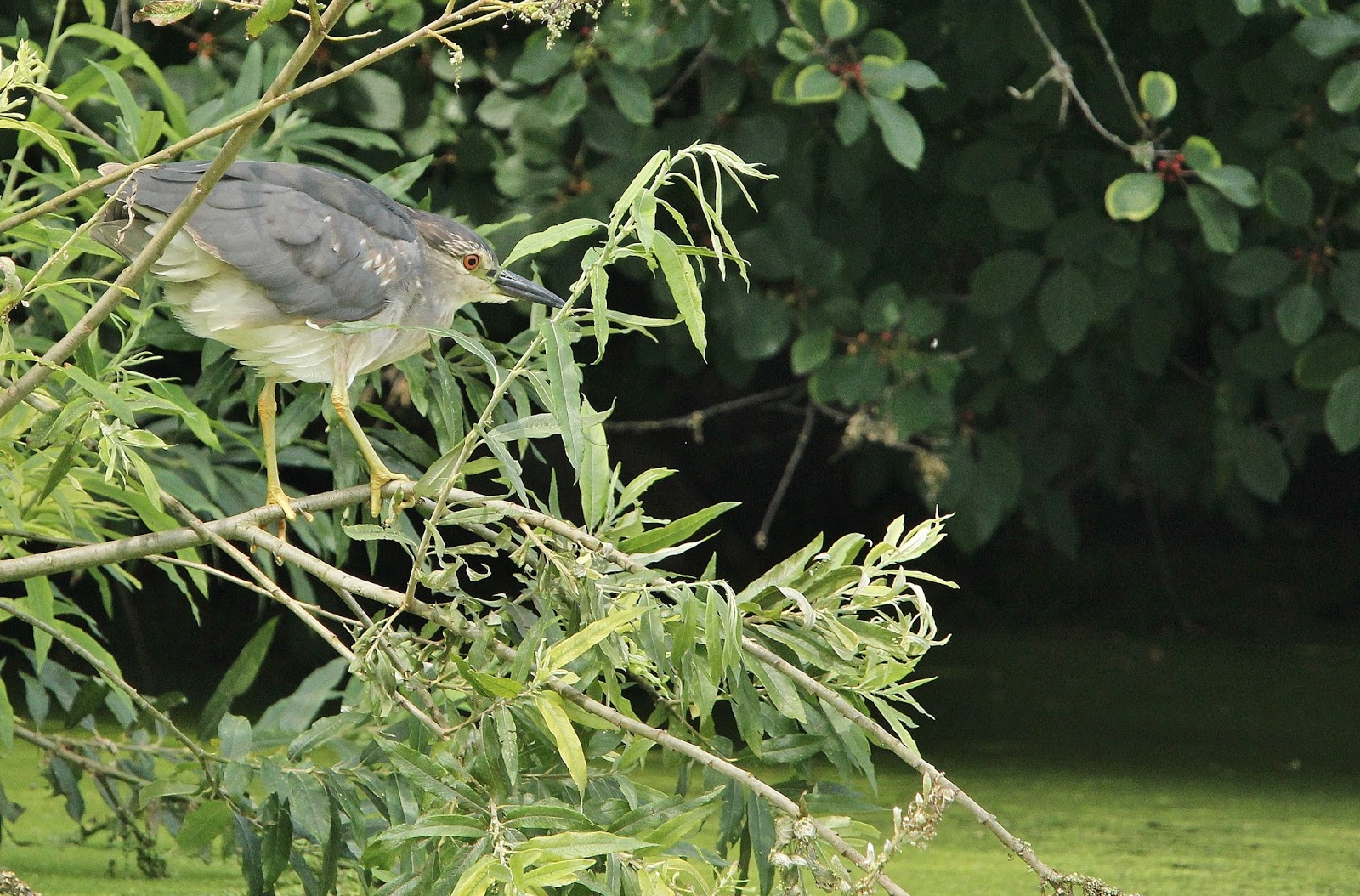 AMSTERDAMSE WATERLEIDINGDUINEN AWD: Kwak