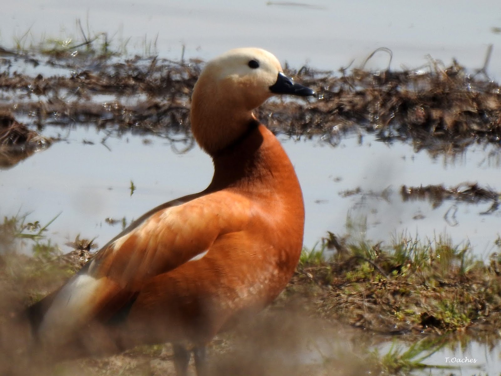 PASARI DIN ROMANIA: CALIFAR ROSU, Tadorna ferruginea