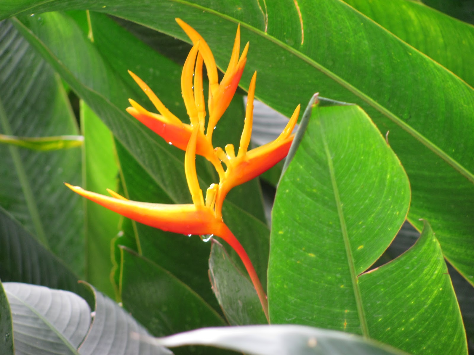 We Love to Travel!: Singapore Botanical Garden