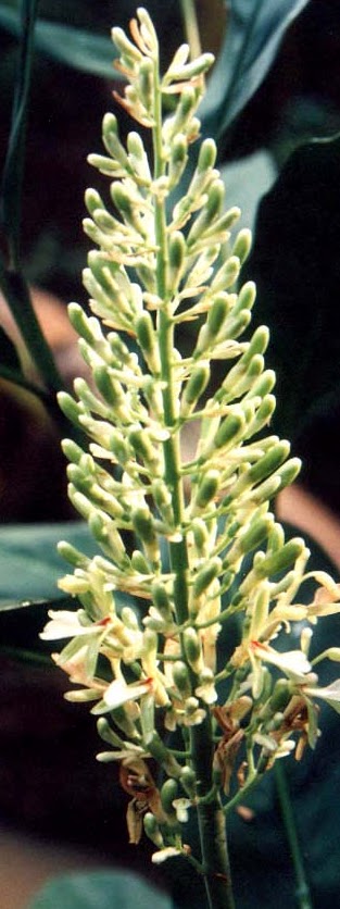 Herba & Tumbuhan: LENGKUAS BUKAN SEKADAR UNTUK MASAKAN SAHAJA