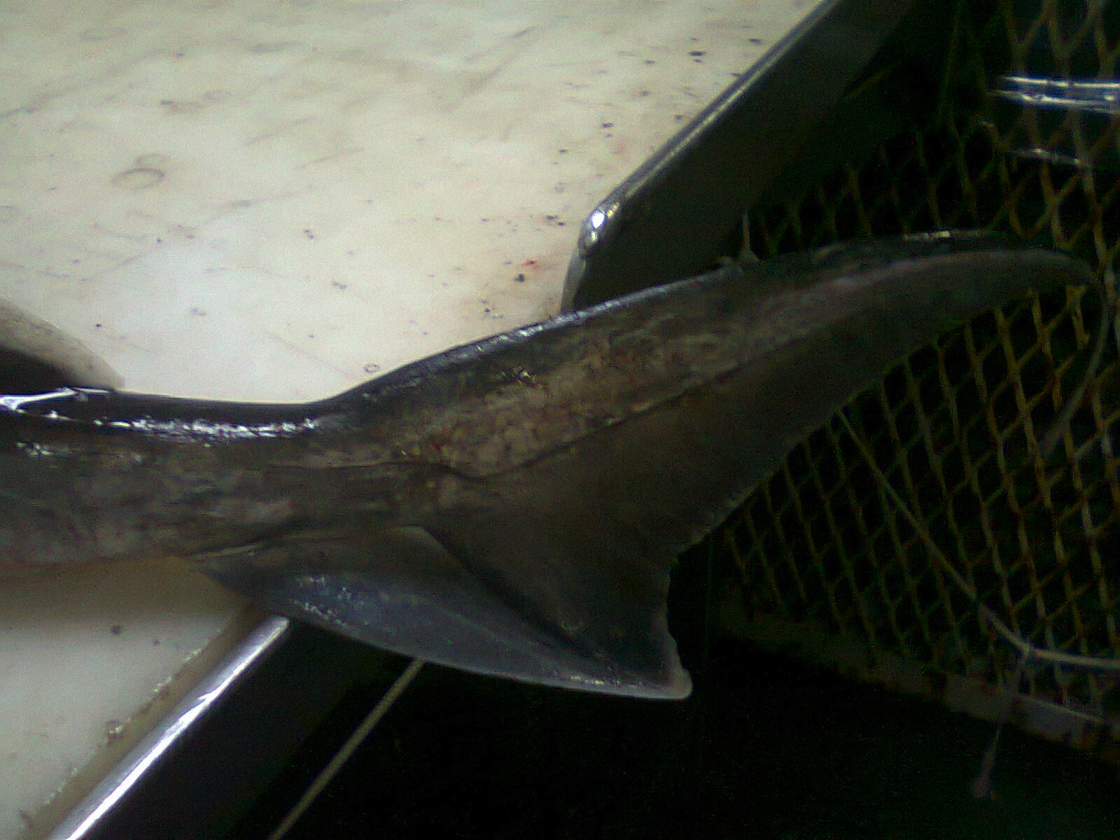 El Mar Argentino Maffeis Oscar: 200912