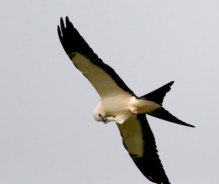 Audubon South Carolina: Swallow-tailed Kites