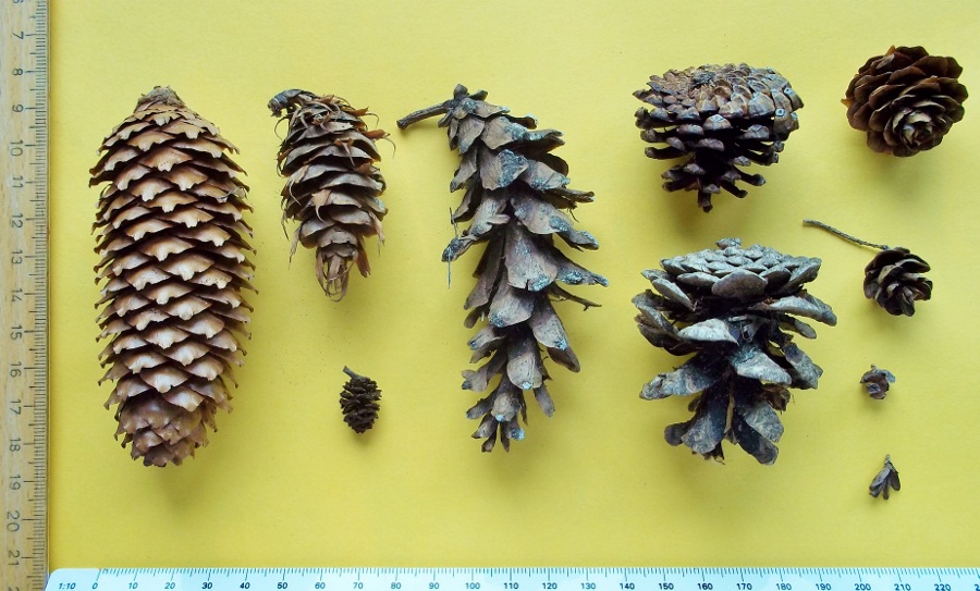 BGFAS Botanischer Garten Berlin-Lichtenberg Frankfurter Allee Süd (FAS ...