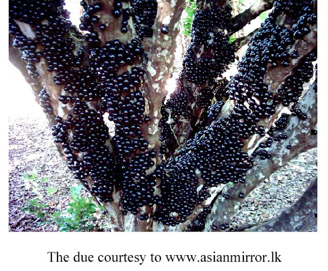 Lowa Wata: The weirdest fruit tree in Brazil Jaboticaba