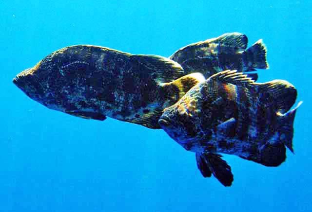 Artes de Pesca: ACTINOPTERYGII.