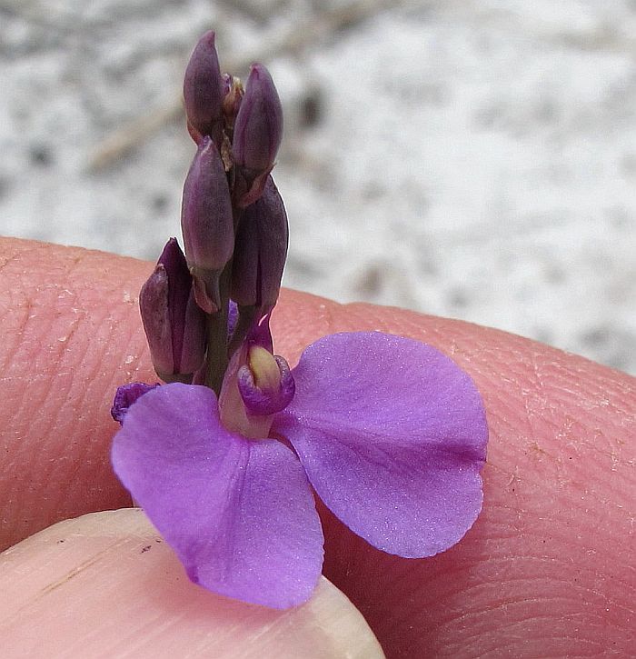 Esperance Wildflowers: Comesperma calymega - Blue-spike Milkwort