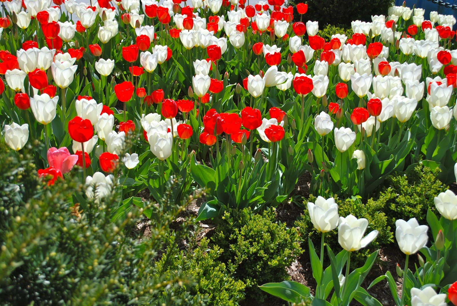 Sisters in the NYC: Trend of the Week: Floral