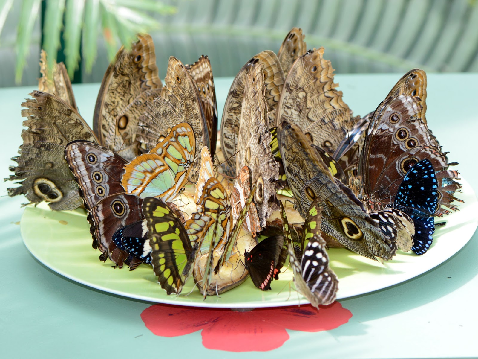 Macrophoto plaisir passion