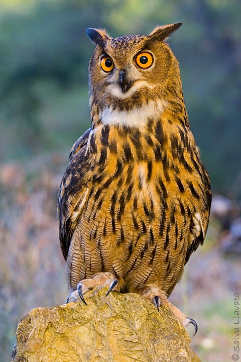 La Rioja Natural: Buho real