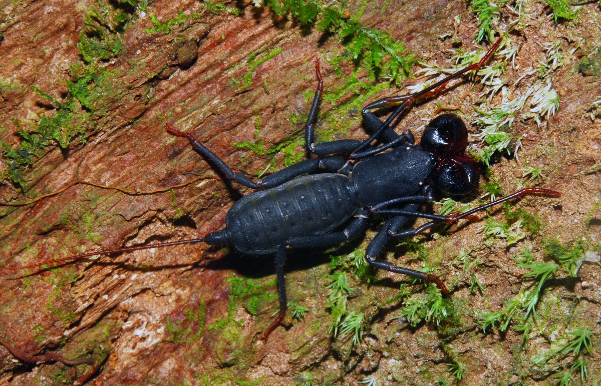 Variety of Life: Thelyphoninae