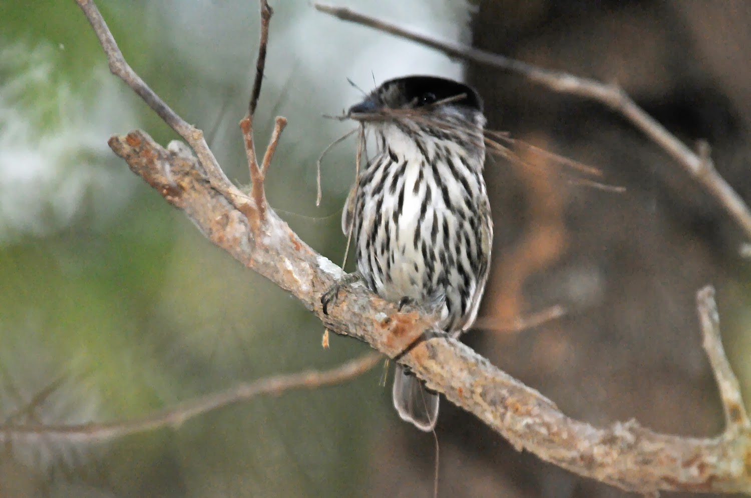 Birding and Bird Ringing in Zimbabwe: The Bats of Kasanka: Part Two ...