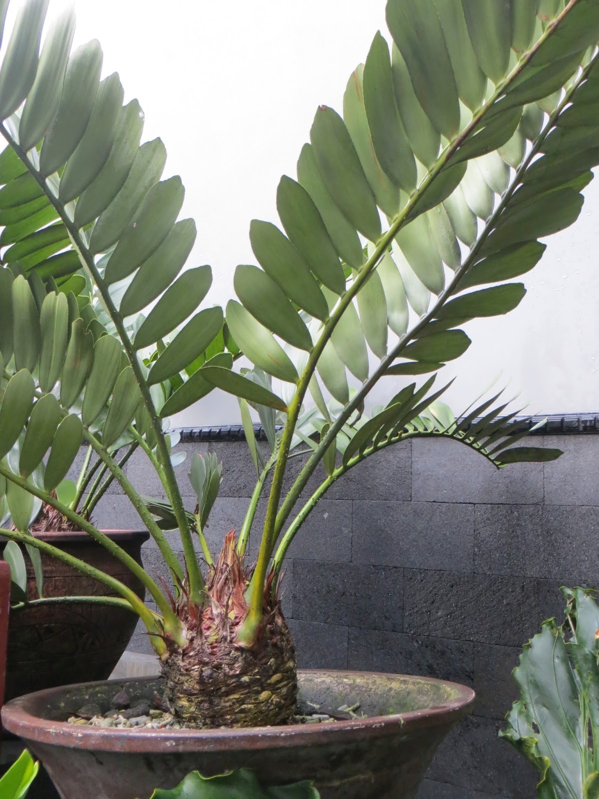 WISATA TANAMAN HIAS: TERSEDIA ZAMIA CYCAD