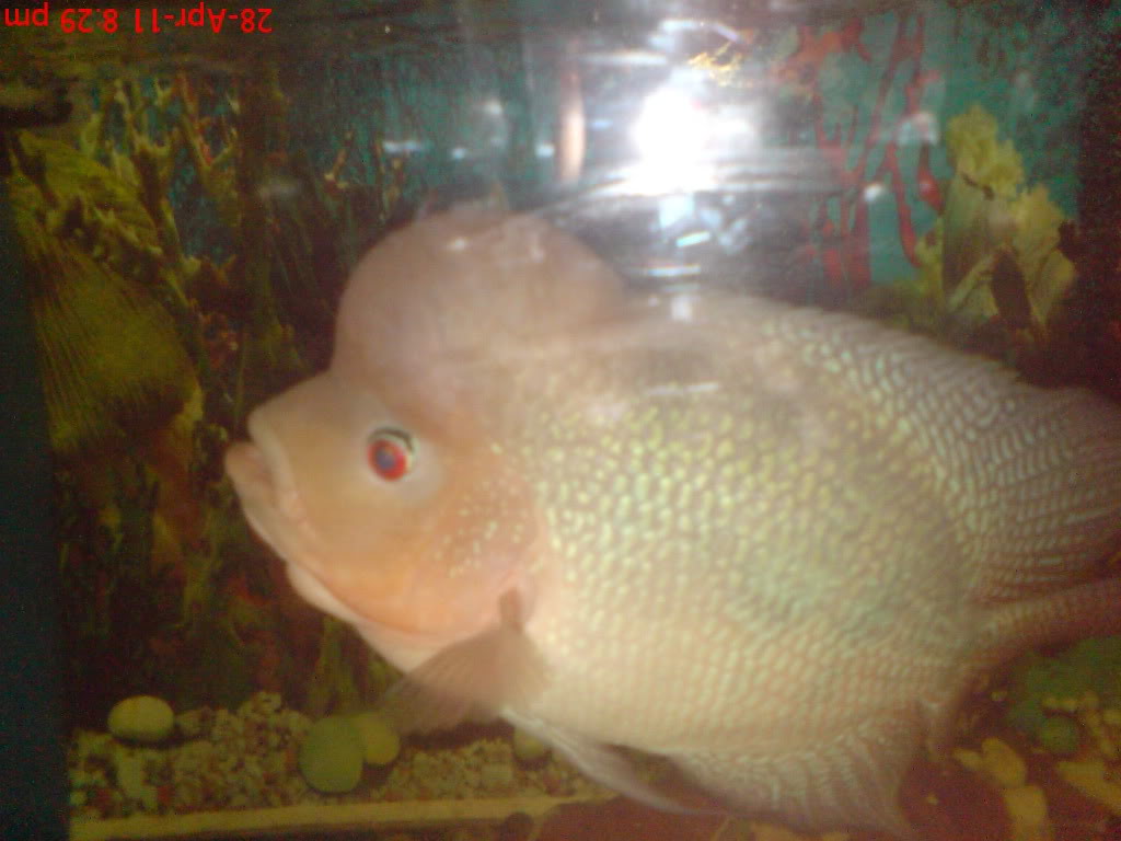 Flowerhorn The Hybrid Cichlids: Small Time Kamfa