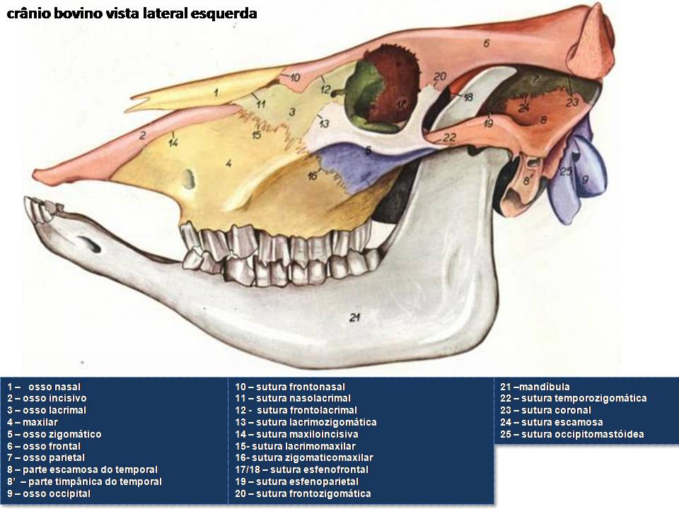 Anatomía Del Cráneo De Vaca Craneo Bovino LIC. MEDICINA