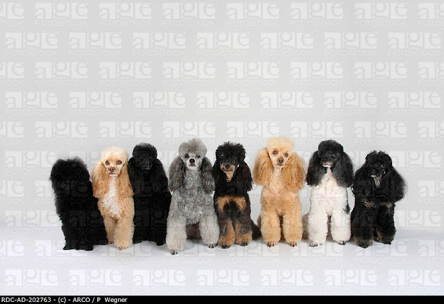 Huxtable The Poodle | Toy Poodle Blog | Parti Poodle: Poodle Unity ...