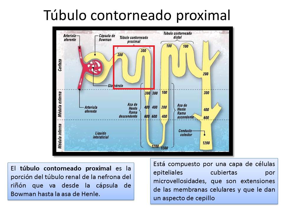 Blog Shido De Fisiología Medica: TÚBULO CONTORNEADO PROXIMAL