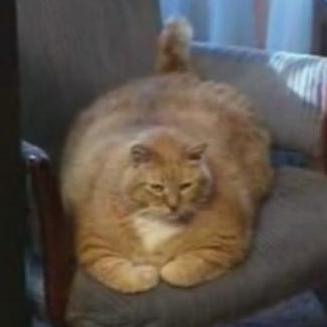 Real or Fake game | Picture Quiz Questions