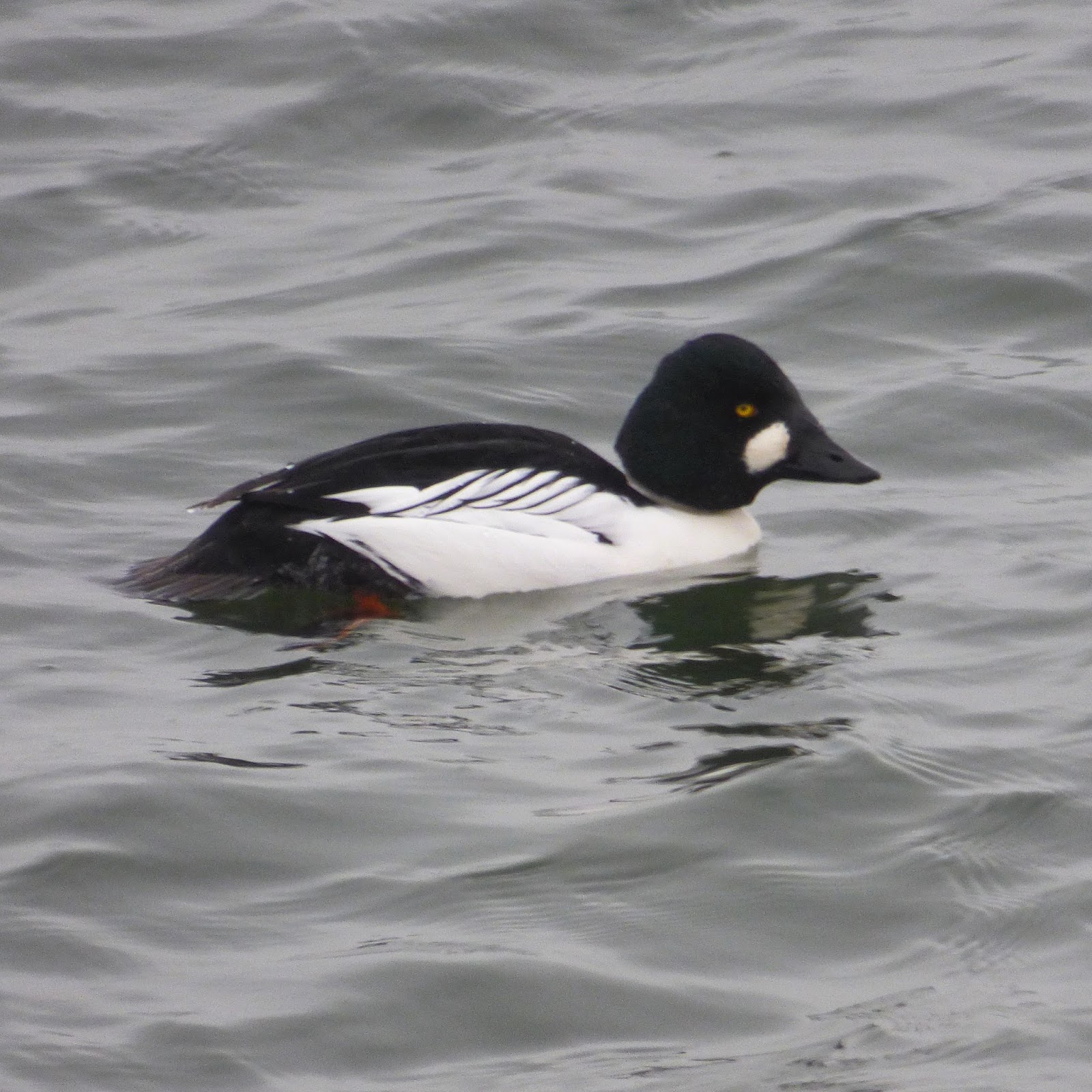 Out4aduck - A record of my birding year: Bit chilly at Draycote