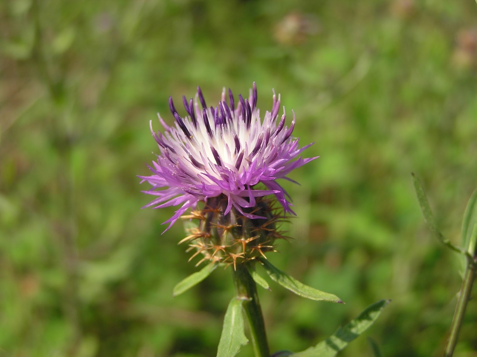 Flores Silvestres: Centaurea aspera
