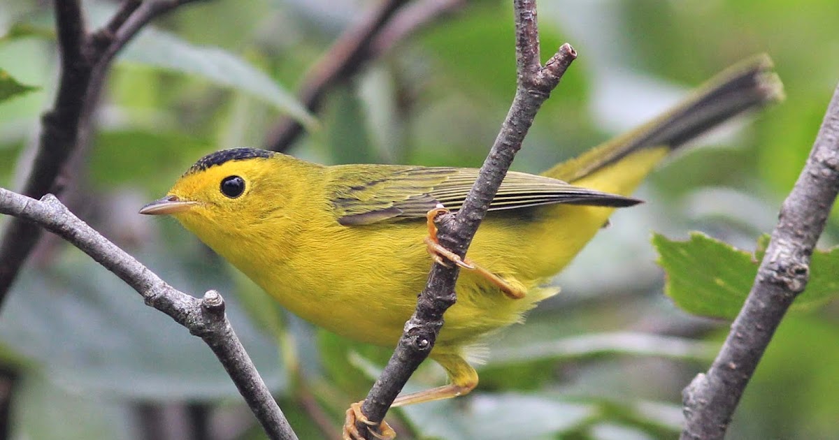 Birding with Lisa de Leon: Small Yellow Birds In Newfoundland