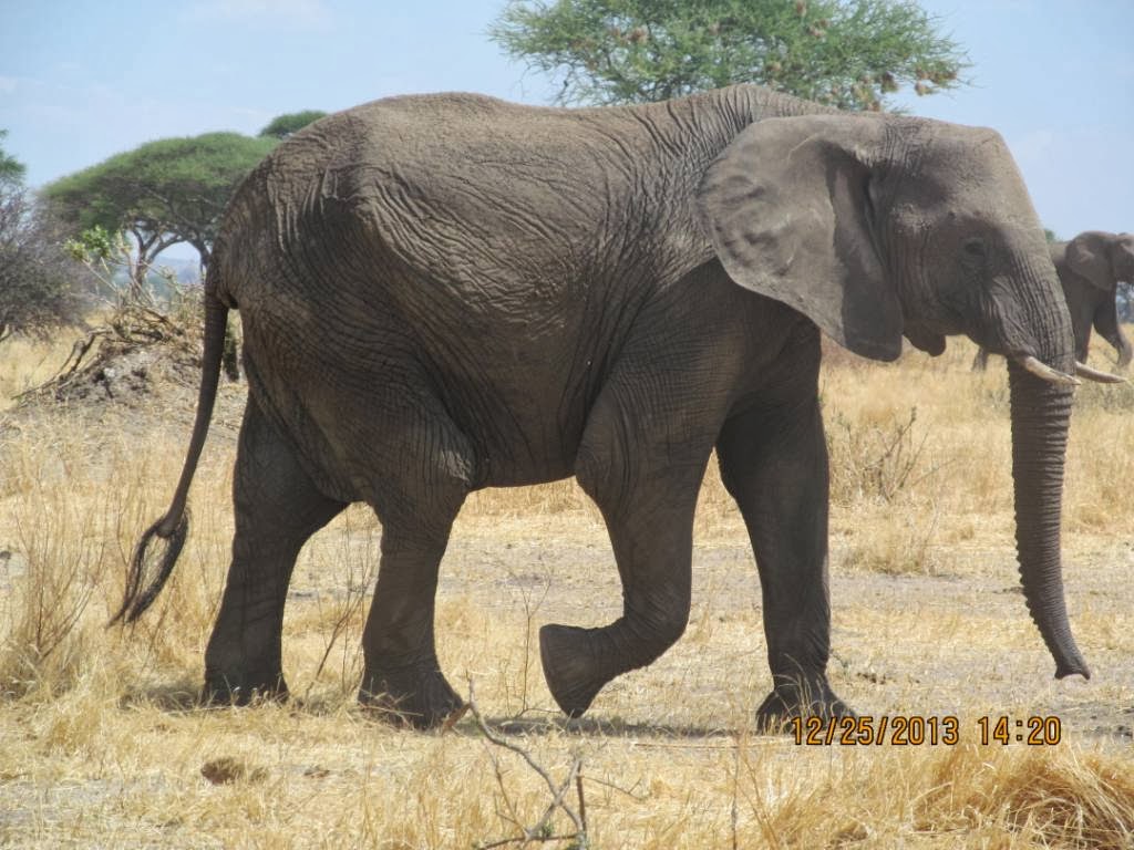 UTALII WA NDANI: FURAHIA UTALII WA TANZANIA KWA KUTEMBELEA MBUGA ZETU ...