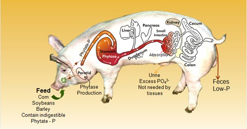 The EnviroPig: How It Works