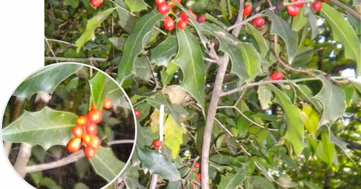 v e r d e c h a c o: Congorosa