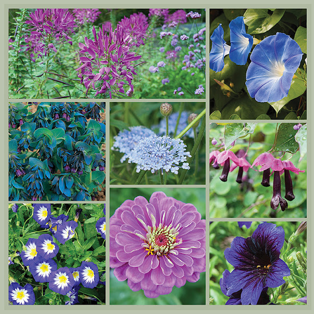 Color-Themed Annual Gardens