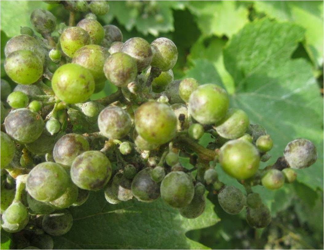 Inheems- en uitheems fruit: Echte meeldauw bij druiven (Witziekte ...