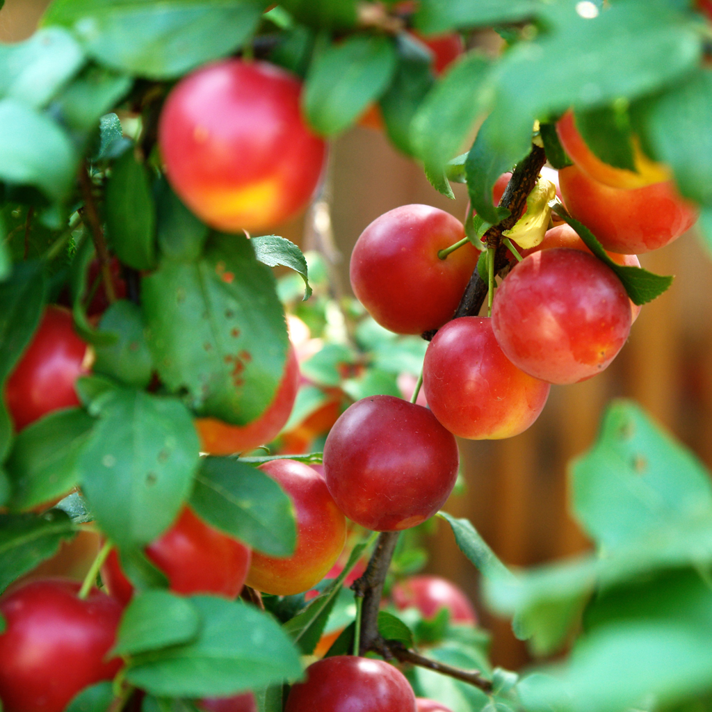 Sanatate pentru prieteni: Corcodusele benefice in anemie si oboseala