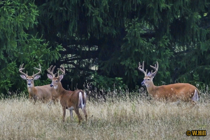 Pennsylvania Wildlife Photographer: Whitetail Bucks Now Shedding Velvet.