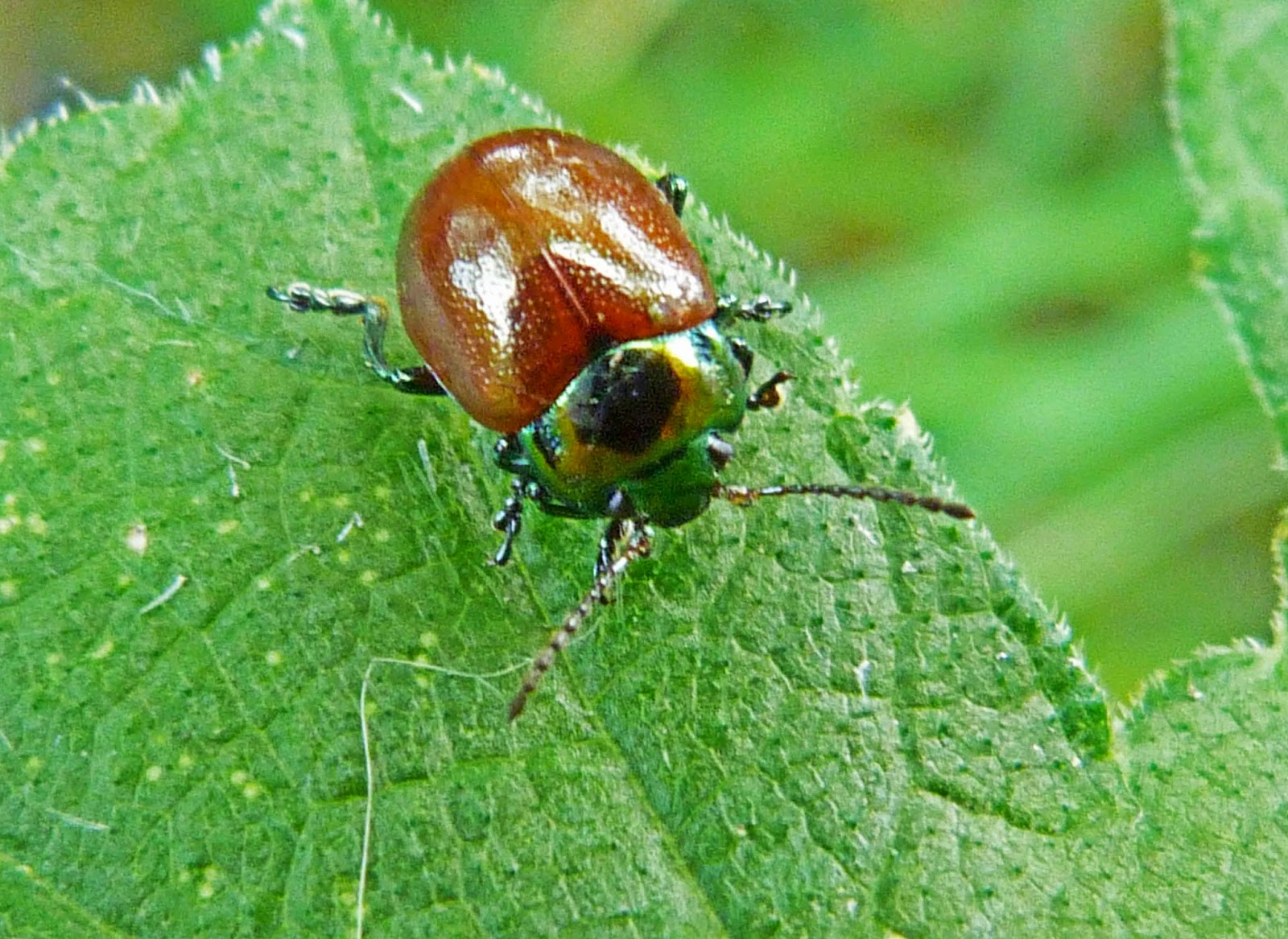Insects of Scotland: Other Beetles
