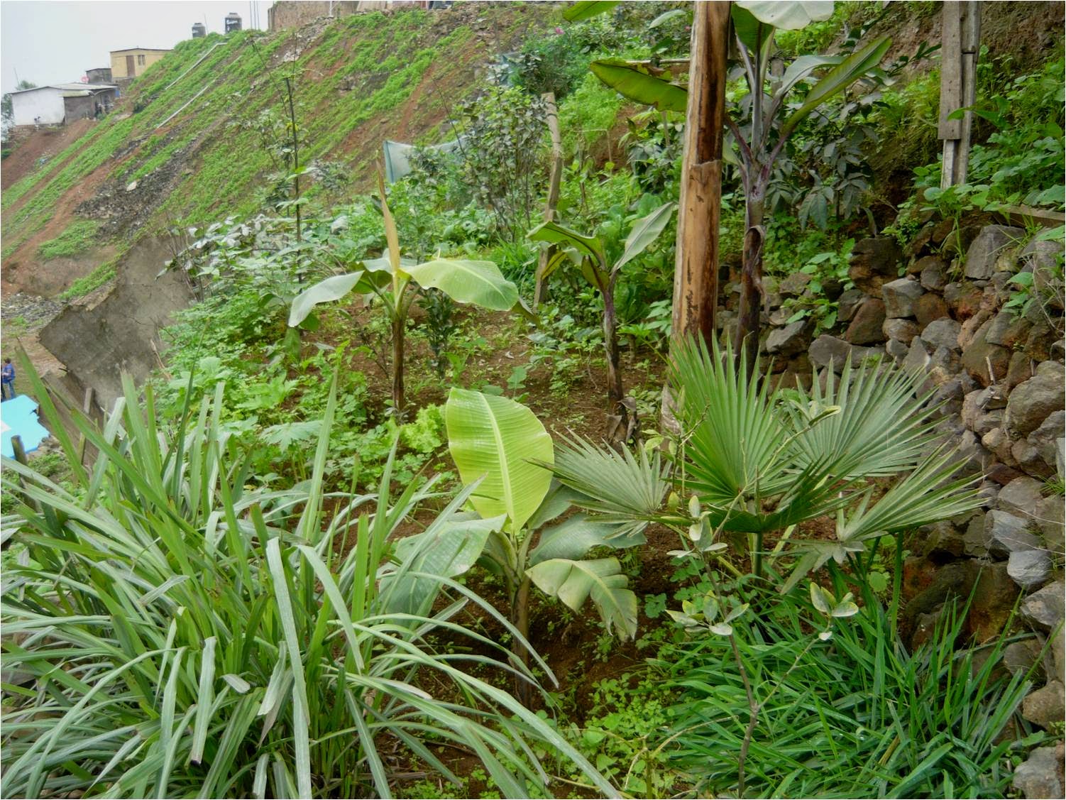 ALTERNATIVA ECOLÓGICA: LOS ANDENES LIMEÑOS