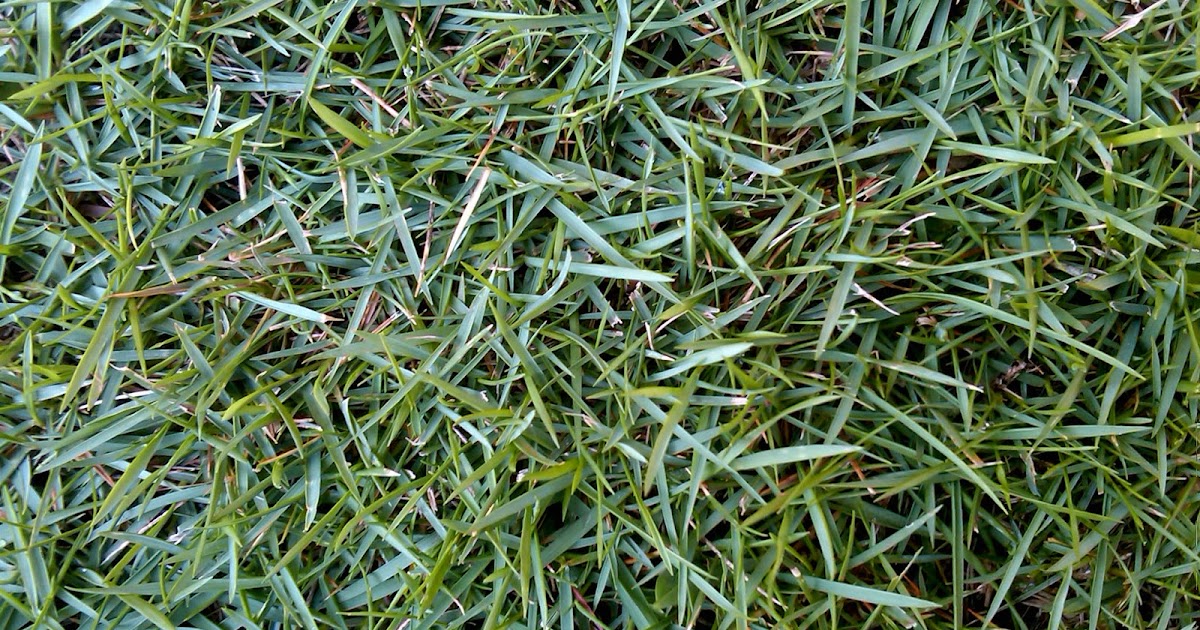 JUAL RUMPUT PEKING | RUMPUT JEPANG | RUMPUT JARUM | JUAL TANAMAN HIAS ...