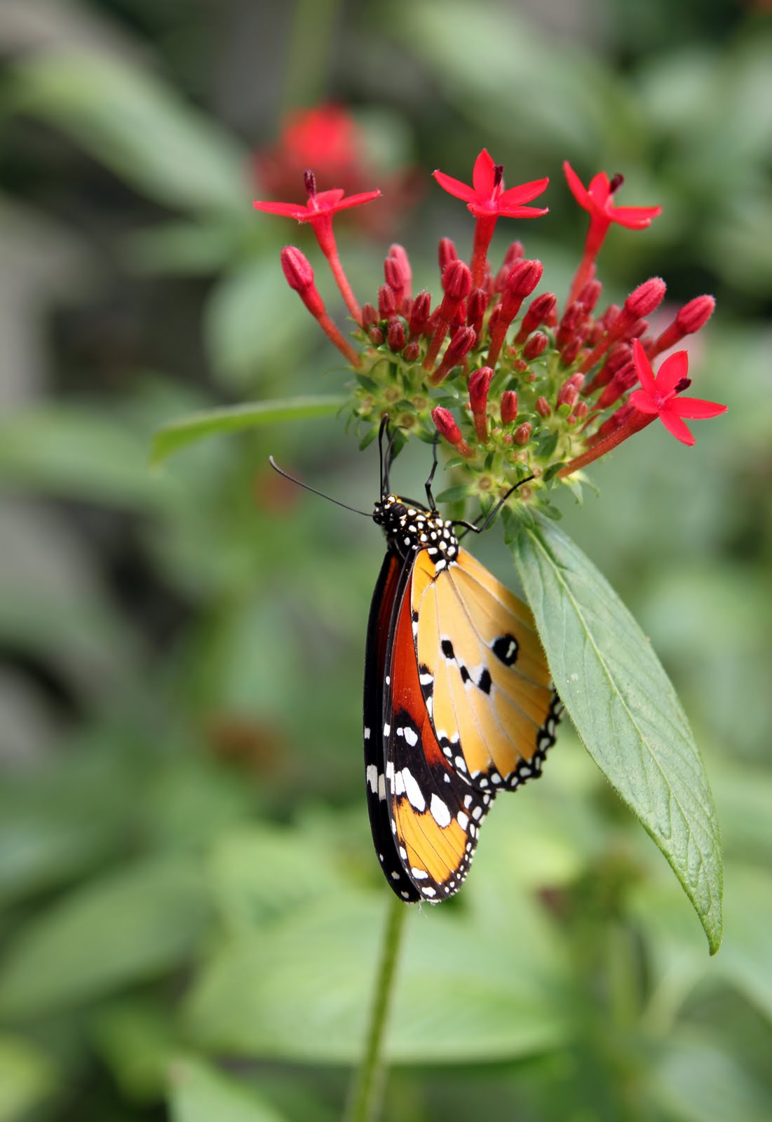 Wildlife and Landscapes: Exotic Butterflies