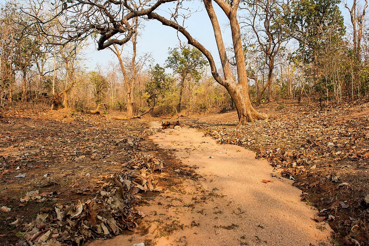 Forests of the Former Central Provinces