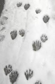 Cottage Country Pest Control: Animal Tracks