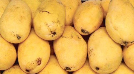 Famous Mangoes of Shujabad, Multan, Punjab, Pakistan | Zarif Shaheed ...